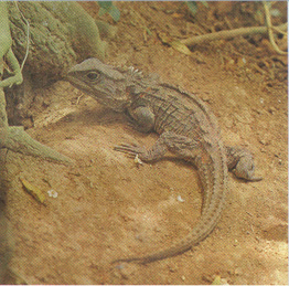 tuatara